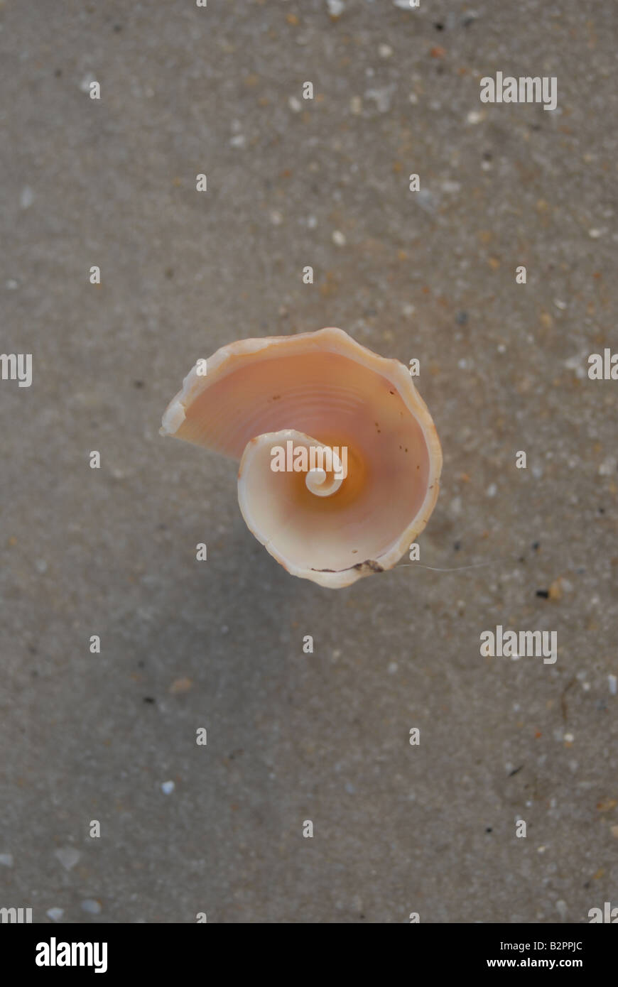 A beautiful peach colored broken shell stands in the sand on a beach in ...