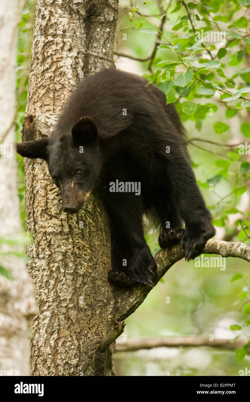 Black Bear (Ursus Americanus) standing on branch in tree Stock Photo ...