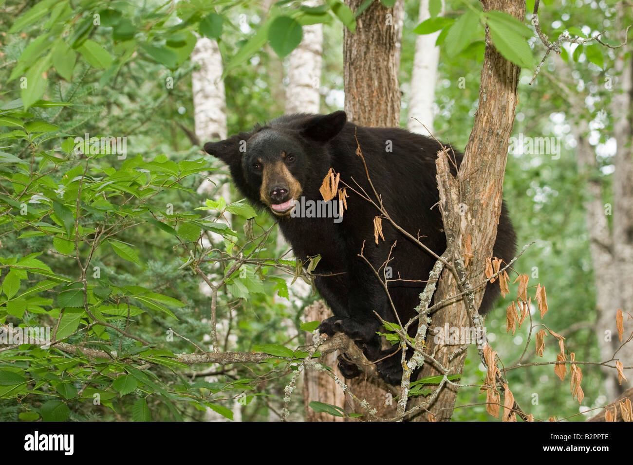 Black Bear (Ursus Americanus) yearling standing on branch in a tree ...