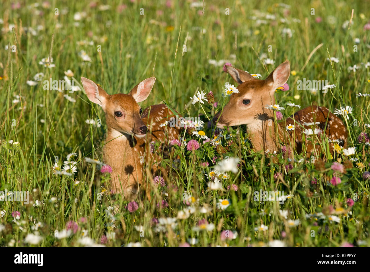Whitetail Deer (Odocoileus virginianus) fawns in wildflowers Stock ...