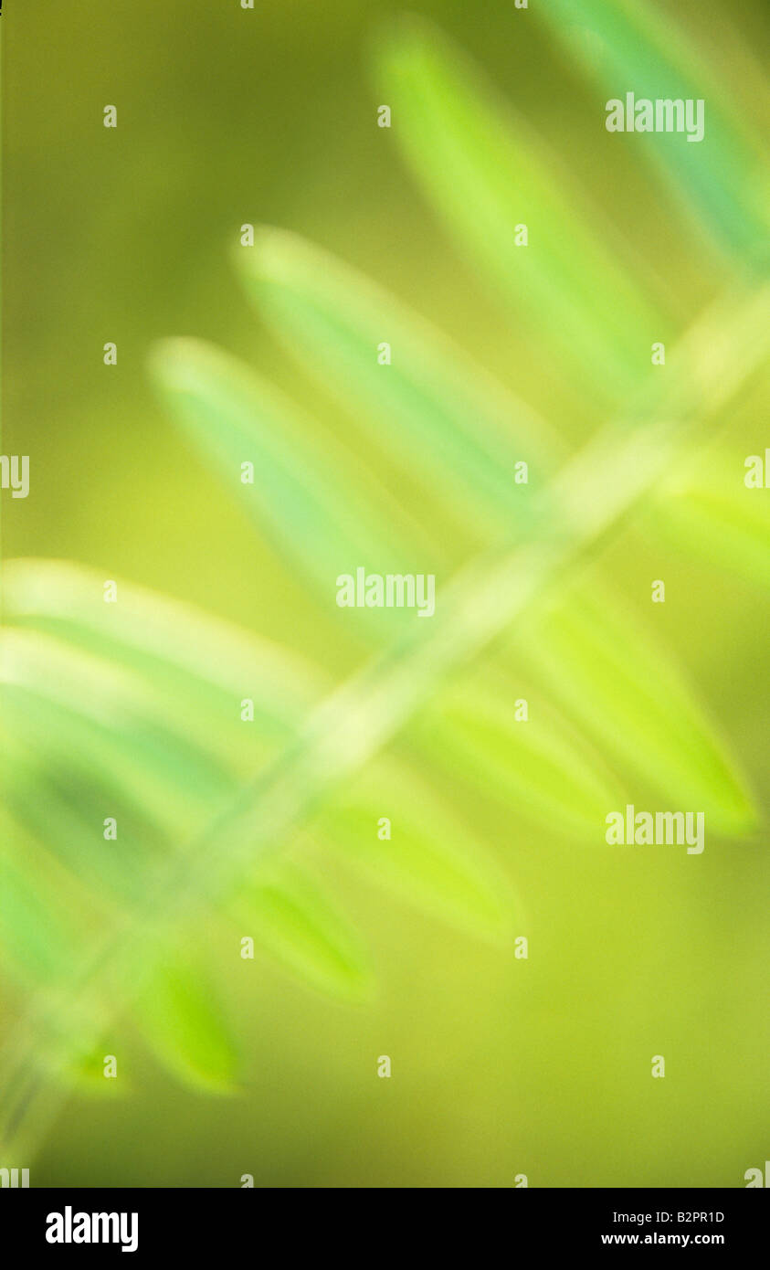 Backlit leaf hi-res stock photography and images - Alamy