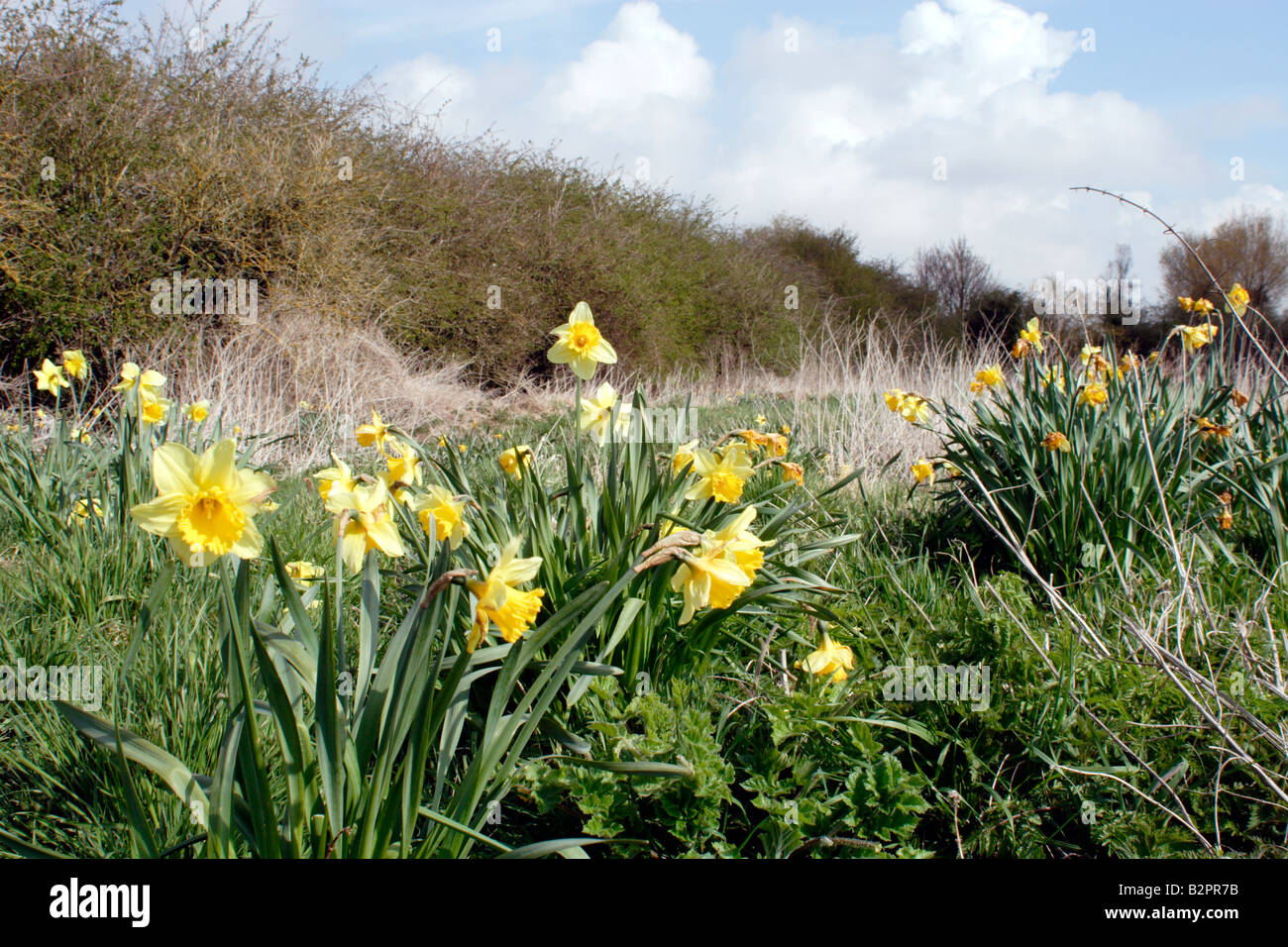 Daffodils growing wild hi-res stock photography and images - Alamy