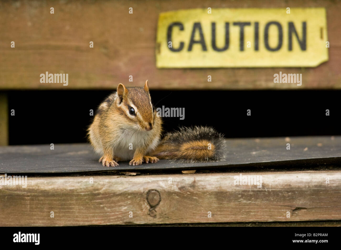 Eastern Chipmunk (Tamias striatus) on steps in front of caution sign ...