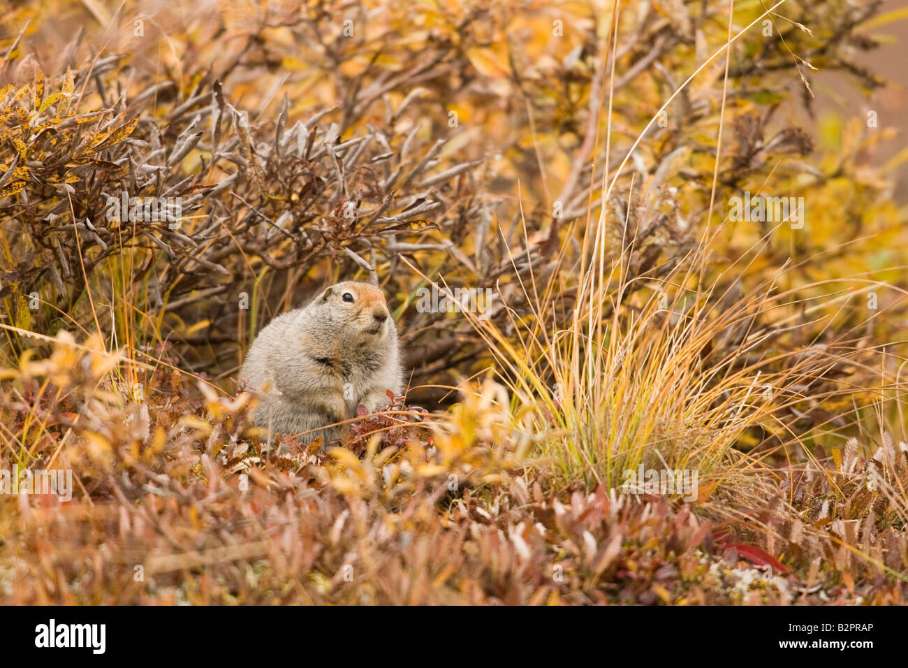 Arctic Ground Squirrel (Citellus parryi) amongst tundra vegetation ...