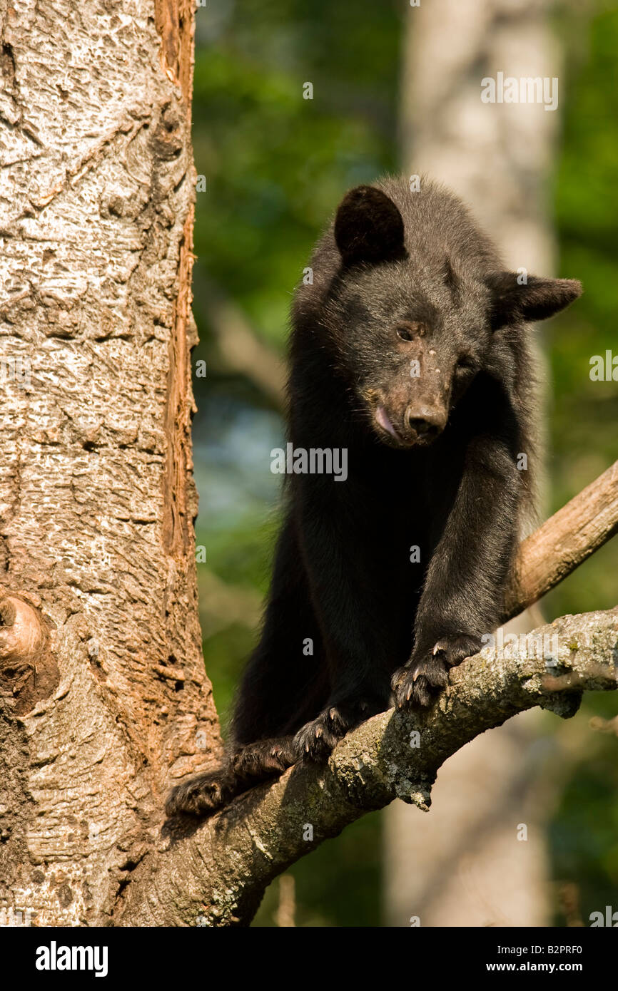 Black Bear (Ursus Americanus) yearling in a tree Stock Photo - Alamy