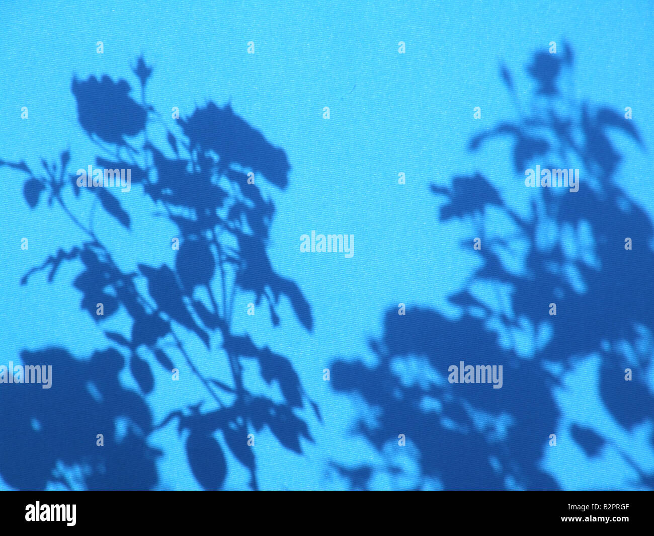 flower bush shadow on blue wall in sun outdoors Stock Photo - Alamy