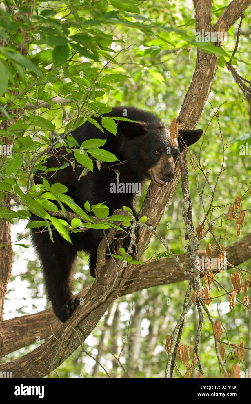 Black Bear (Ursus Americanus) yearling standing on branch in a tree ...