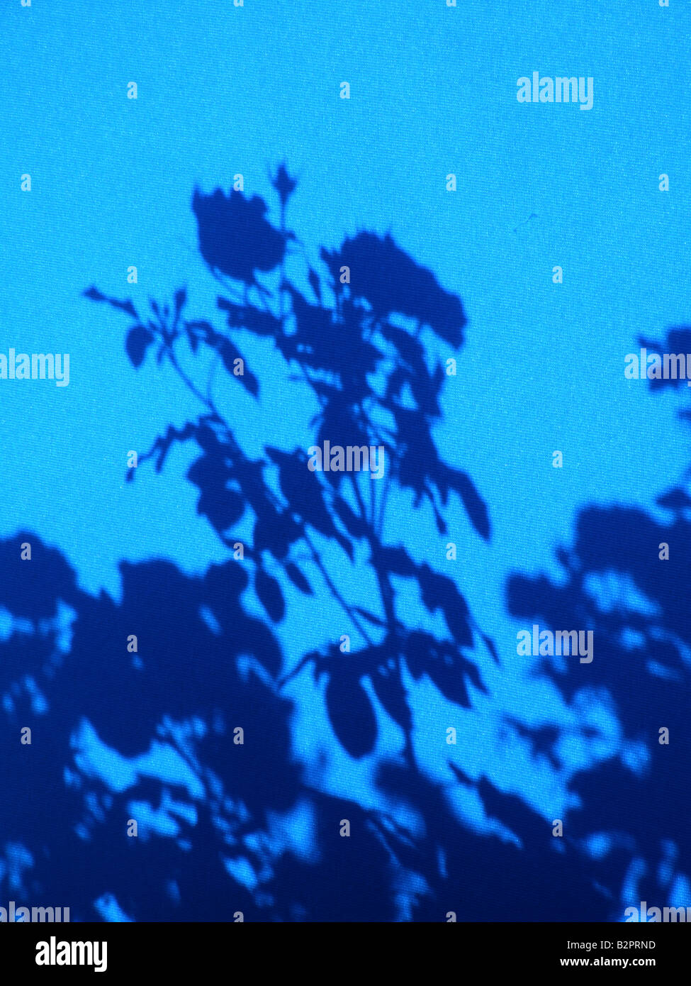 flower bush shadow on blue wall in sun outdoors Stock Photo - Alamy