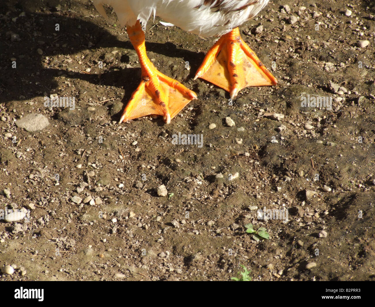 Close up duck's feet hi-res stock photography and images - Alamy