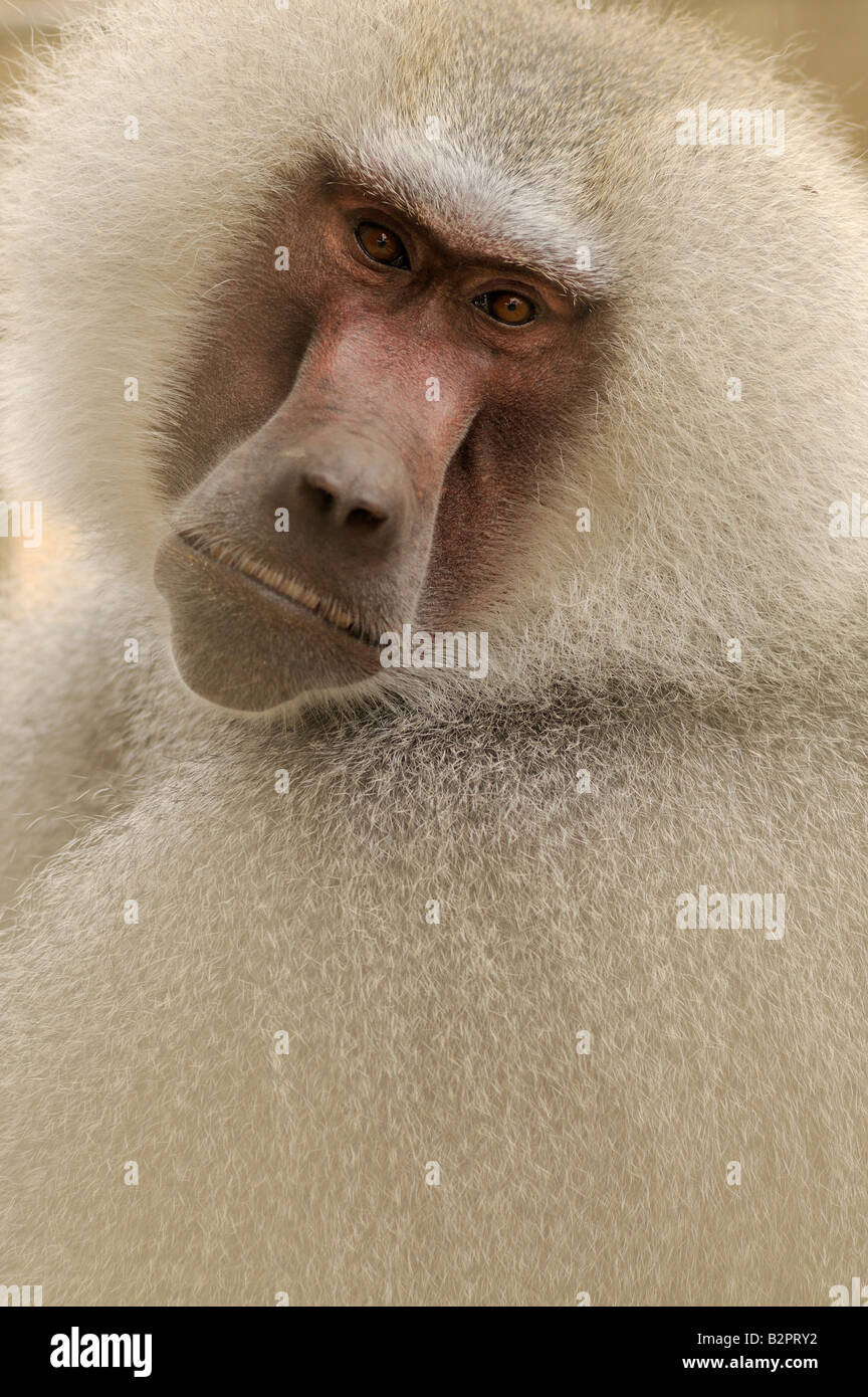 Sacred baboon hi-res stock photography and images - Alamy