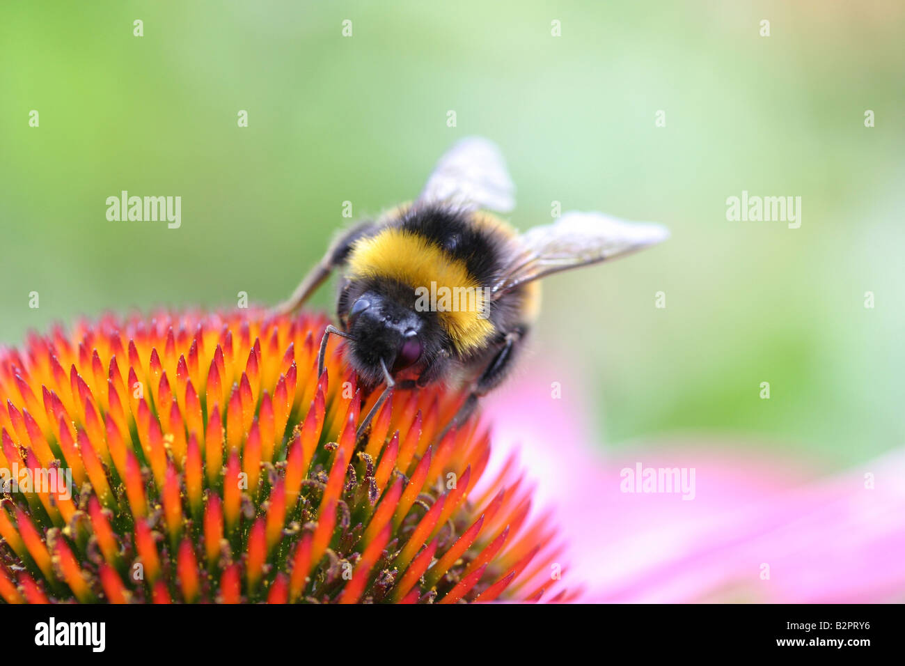 Cute Fuzzy Bumble Bee