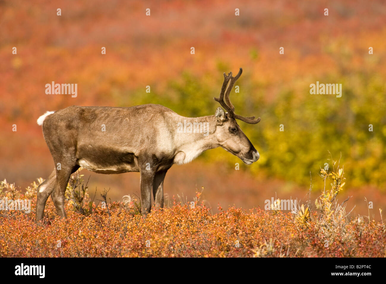 Caribou Rangifer arcticus in fall tundra Stock Photo - Alamy