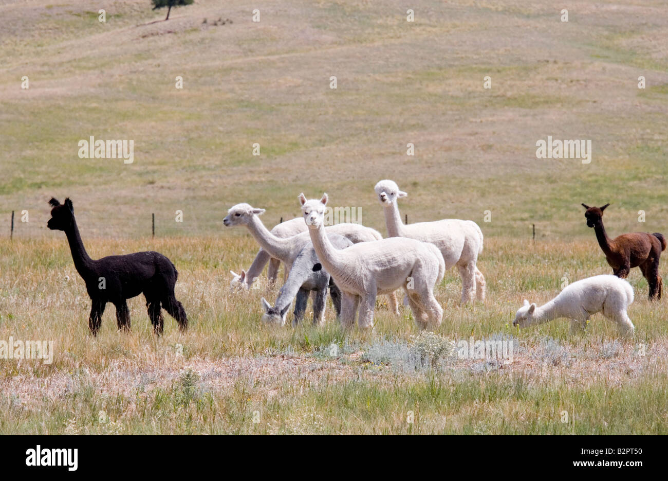 Herd of Alpaca in Colorado including adults and young calves Stock ...