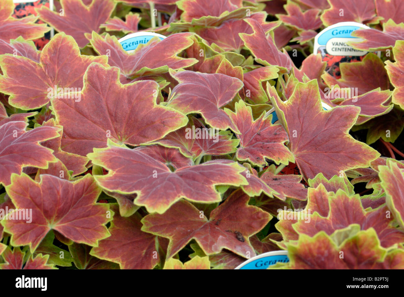 Variegated Leaf Geranium High Resolution Stock Photography and Images ...