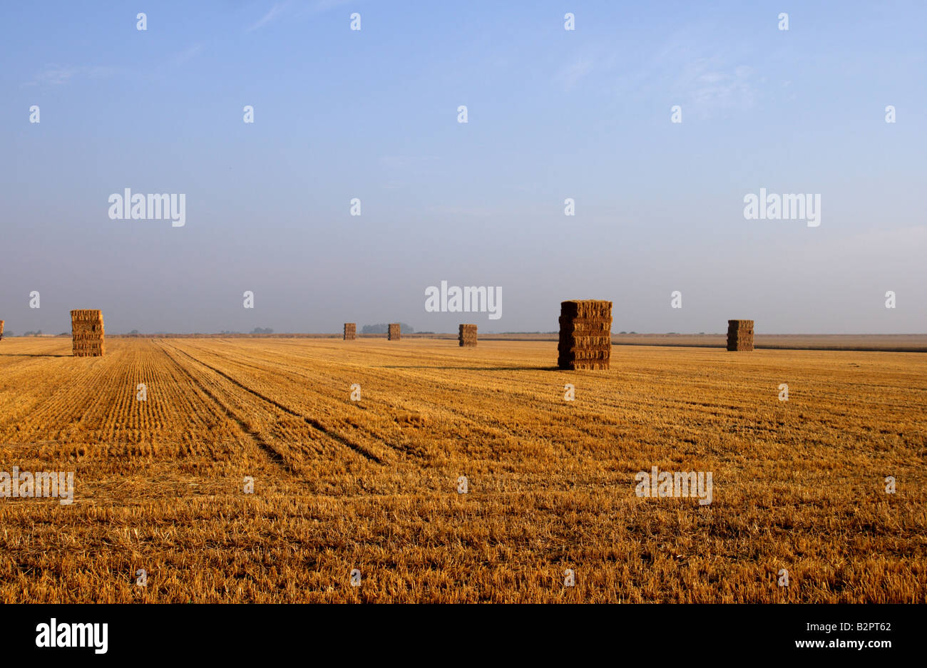 "Harvest field with haystacks Stock Photo - Alamy