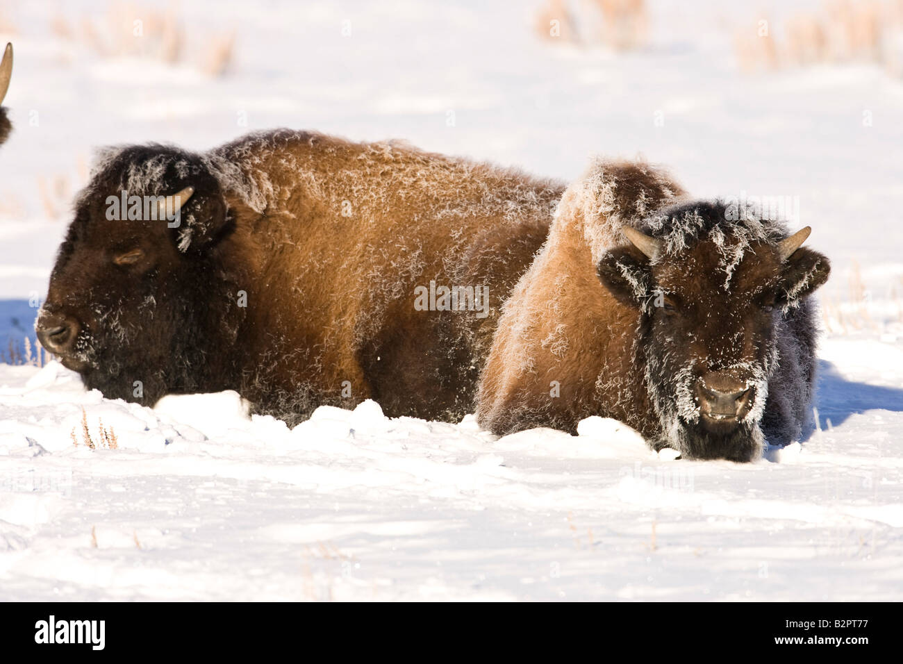 Bison {Bison bison} in snow. Thirty degrees below 0 (F) temperatures ...