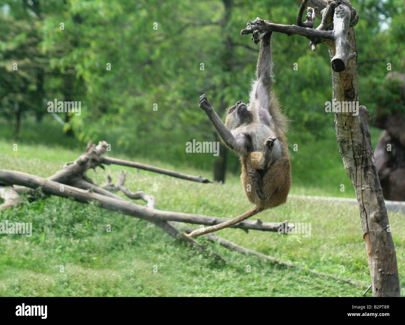 Monkey hanging by tail hi-res stock photography and images - Alamy