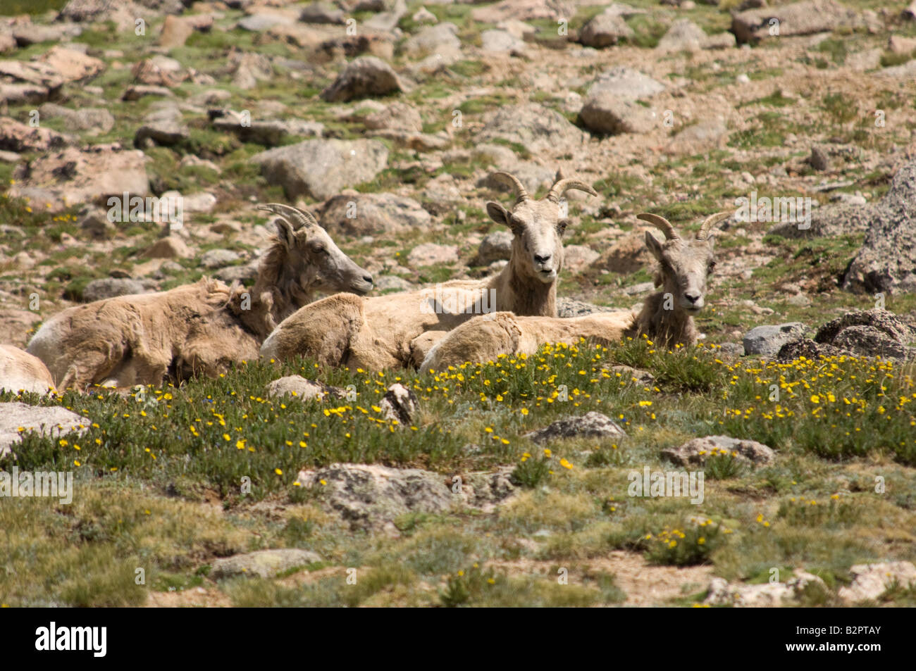 Big Horn Sheep Stock Photo - Alamy
