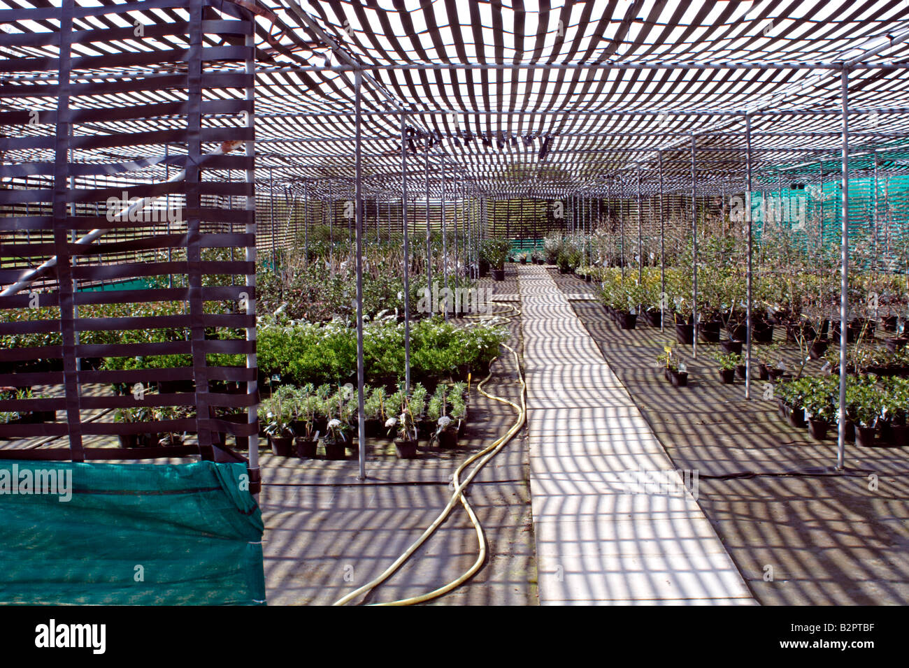 Hardy nursery stock being grown in a shade house, UK Stock Photo - Alamy