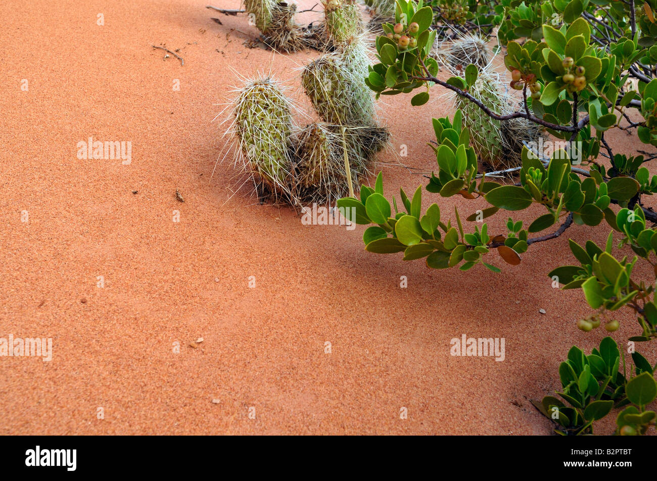 Arizona vegetation hi-res stock photography and images - Alamy