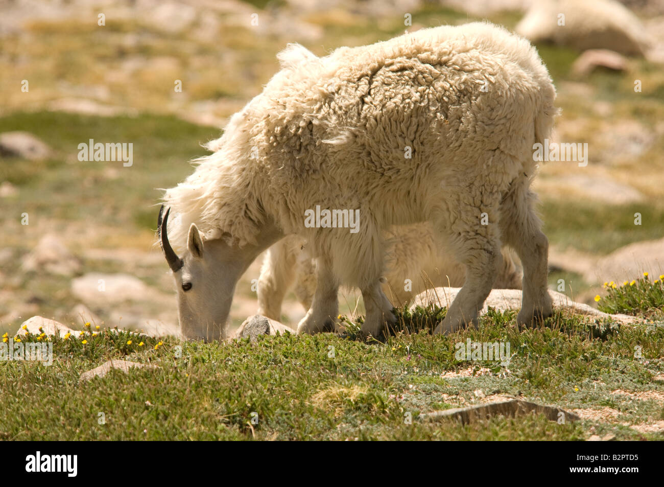 Mt goats hi-res stock photography and images - Alamy