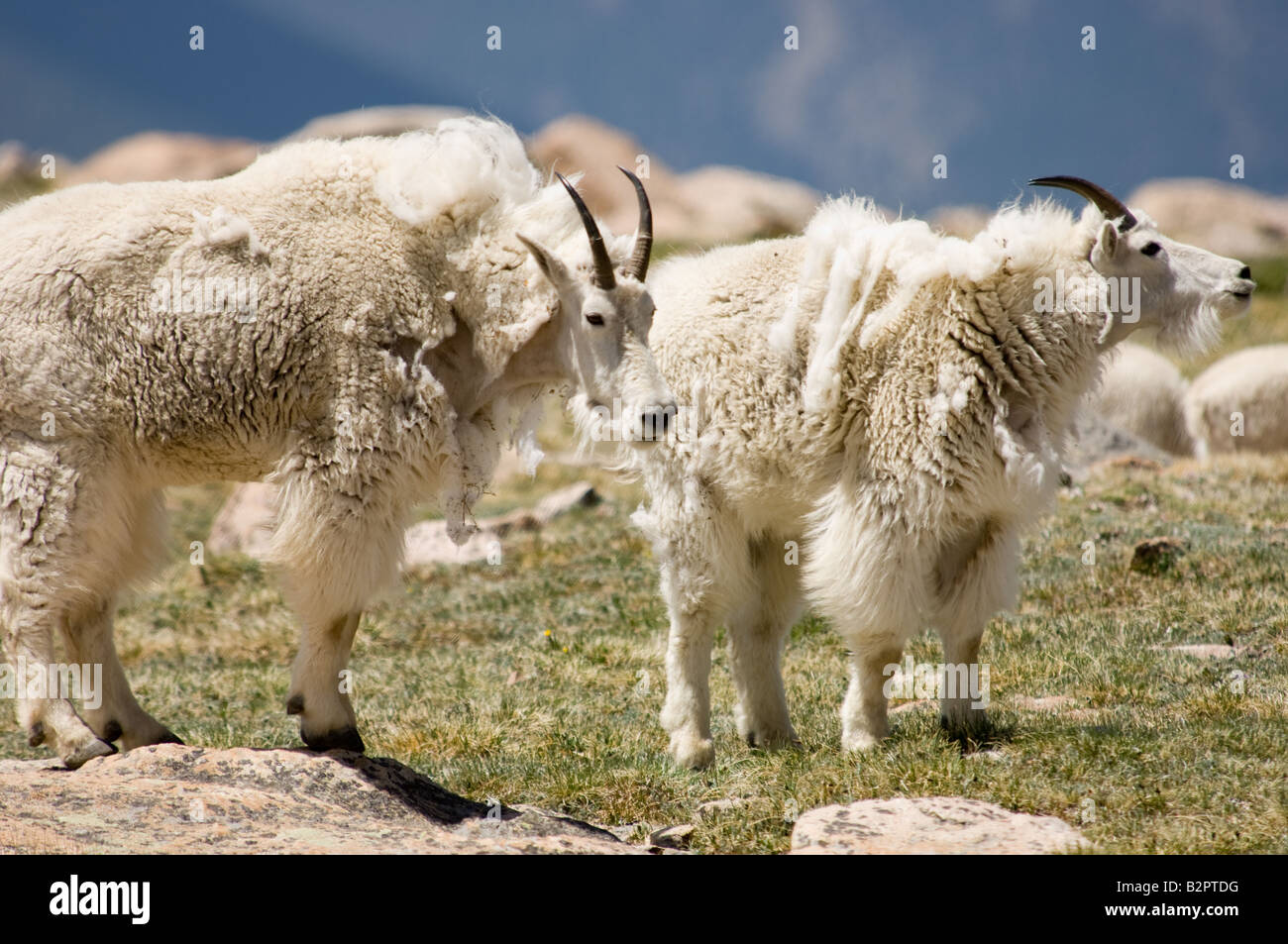 Mt goats hi-res stock photography and images - Alamy