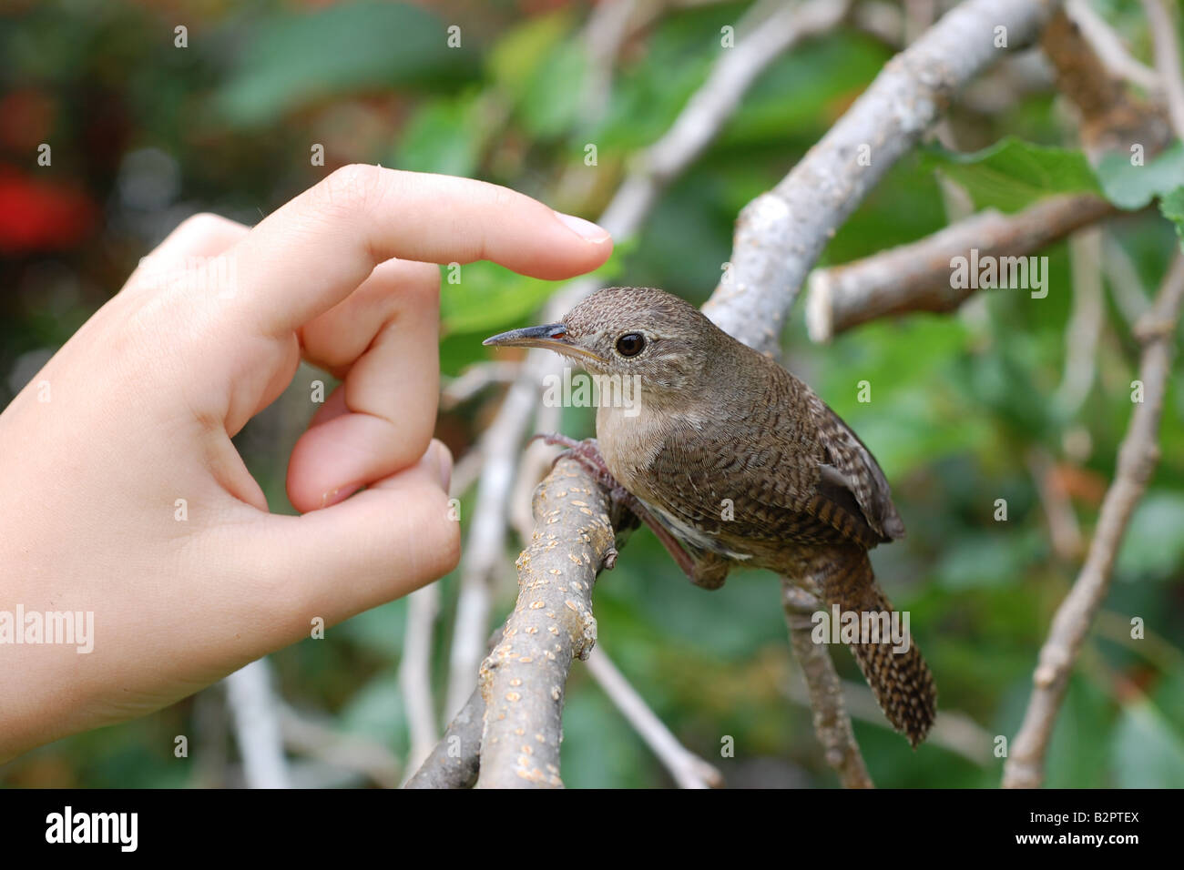 House Wren and a childs hand Stock Photo - Alamy