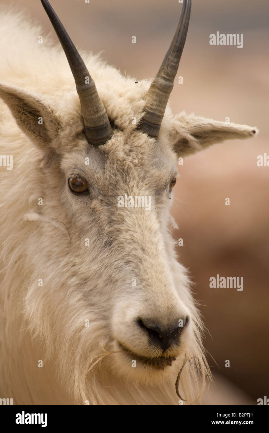 Goat ram hi-res stock photography and images - Alamy