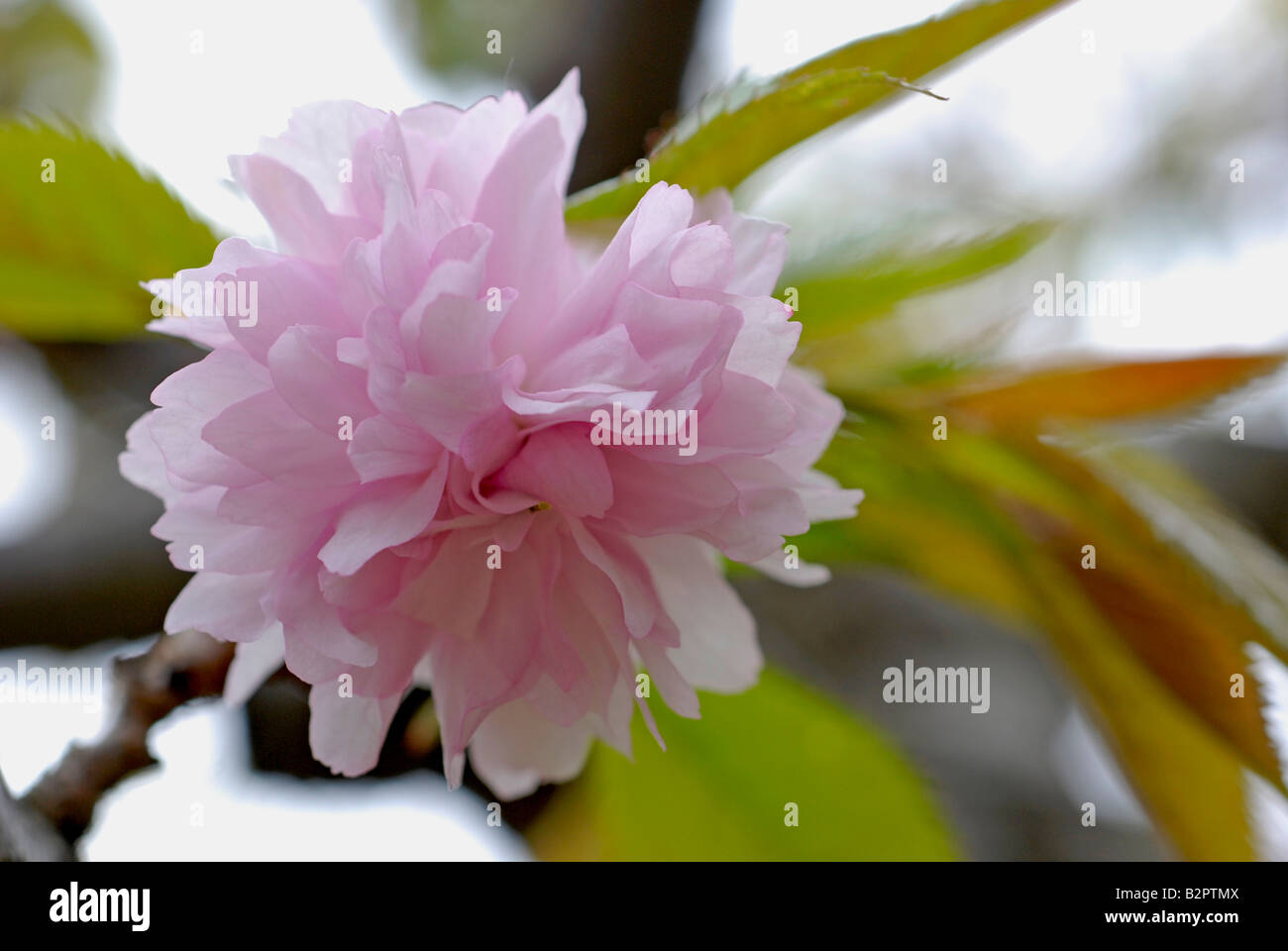 May tree flowers hi-res stock photography and images - Alamy
