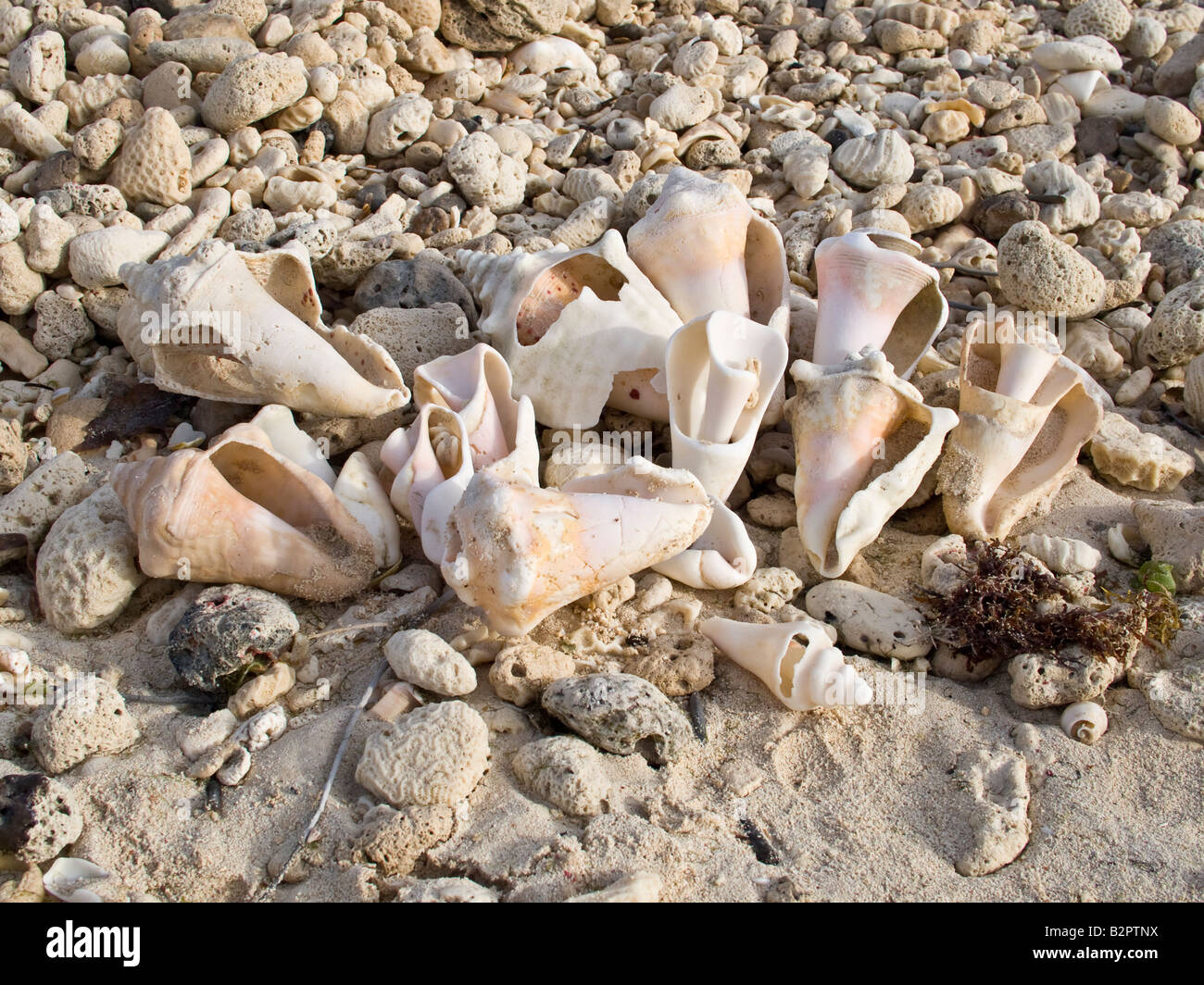 Seashells thrown on a beach Mayan Riviera Yucatan Peninsula Mexico ...