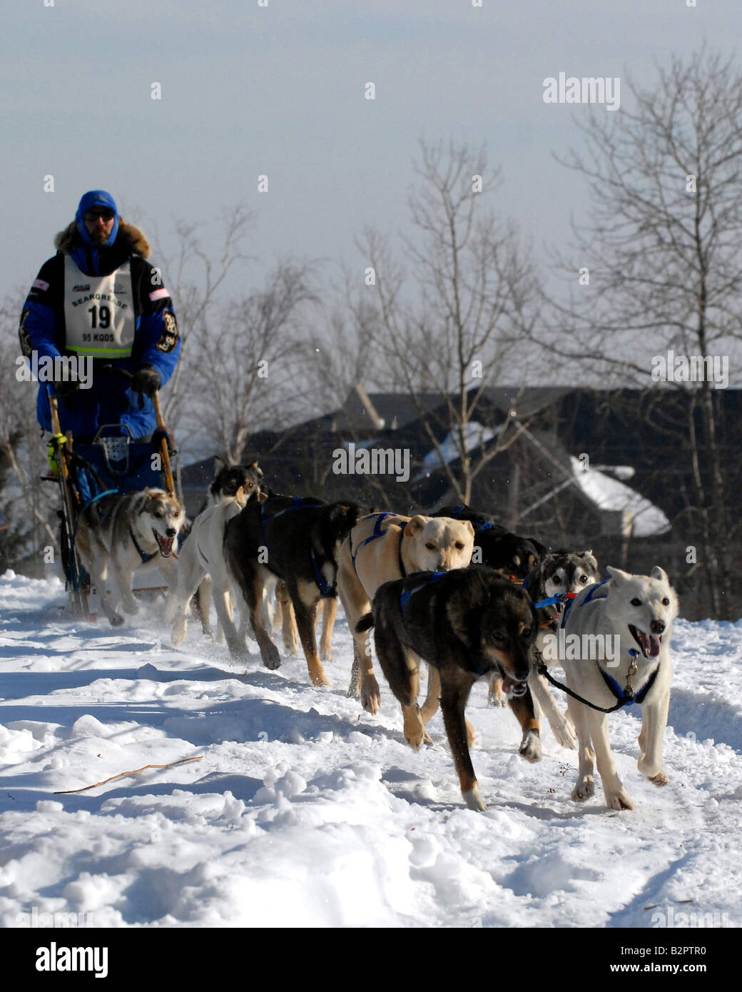 Mark Black, past champion, starts the 2008 John Beargrease Sled Dog ...