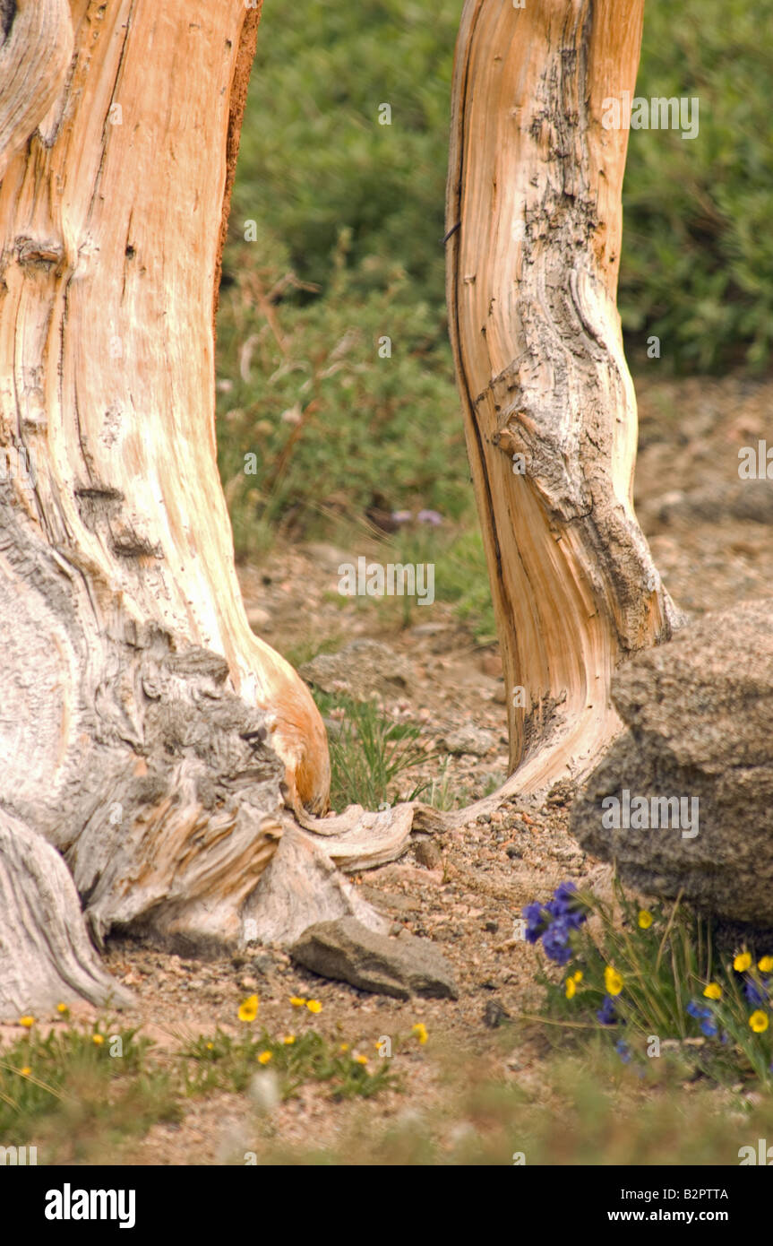 Ancient juniper trees hi-res stock photography and images - Alamy