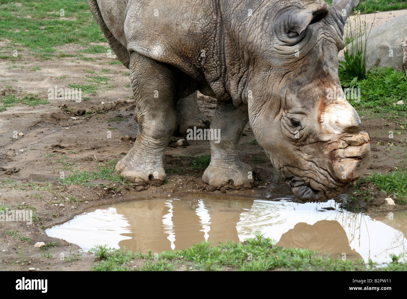 Sad Rhino High Resolution Stock Photography and Images - Alamy