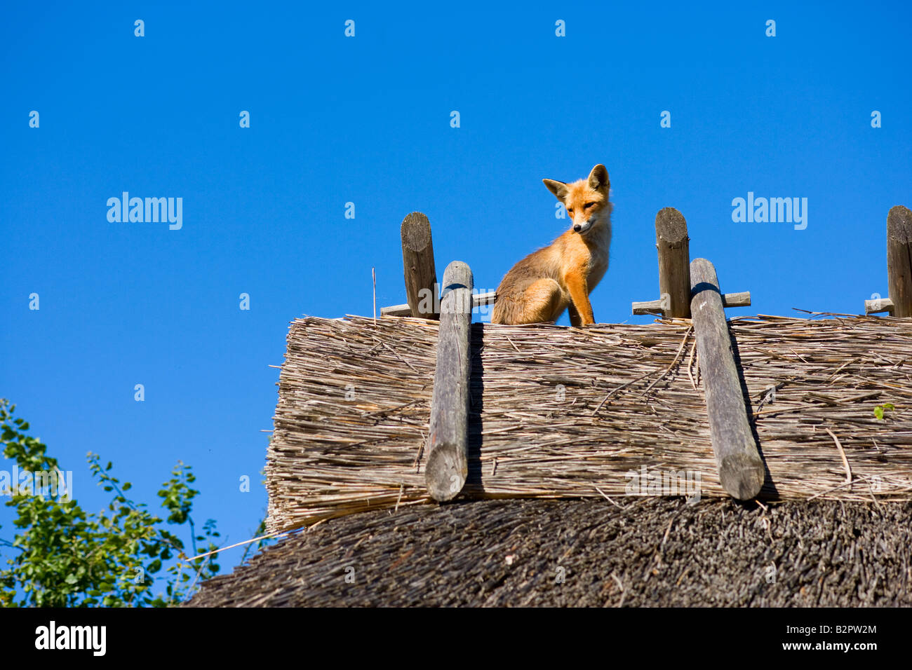 Red fox observing on hi-res stock photography and images - Alamy