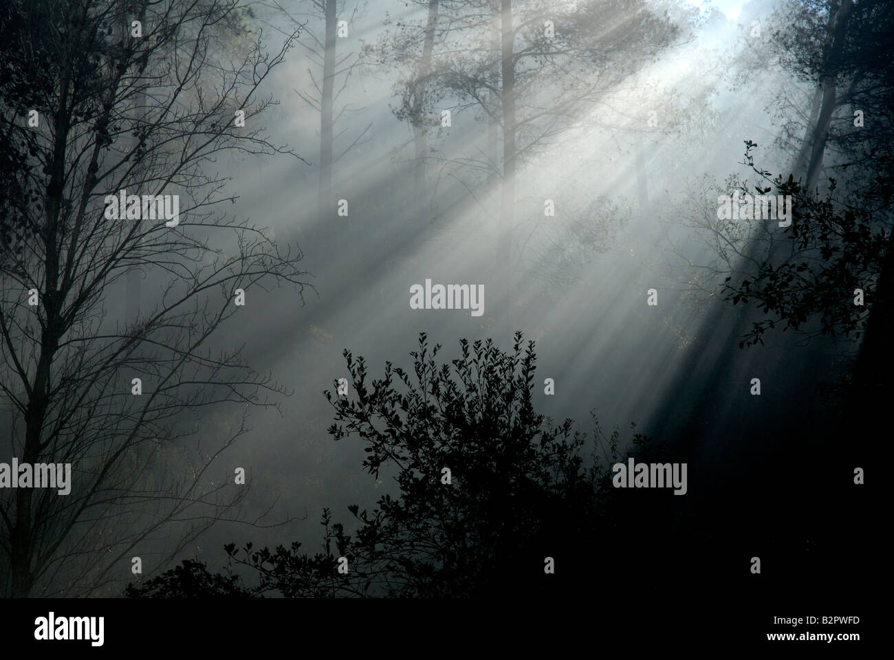 Tyndall Effect Canopy