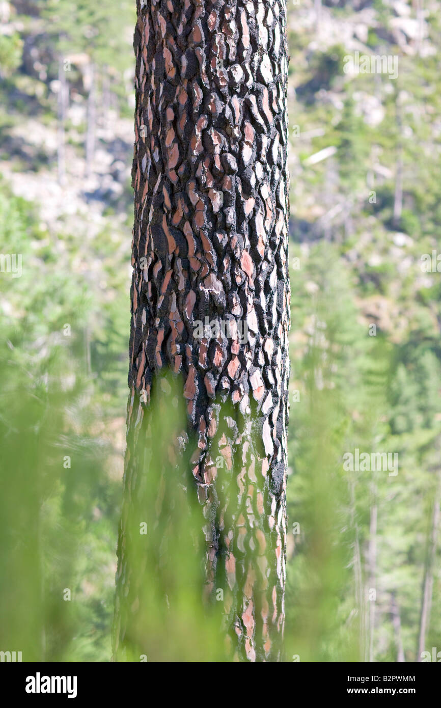 Pine tree bark detail Stock Photo - Alamy