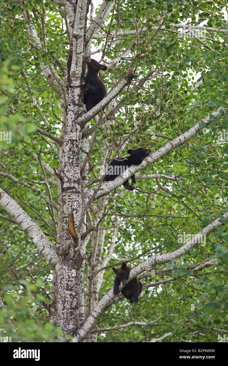 Black bear cubs tree hi-res stock photography and images - Alamy