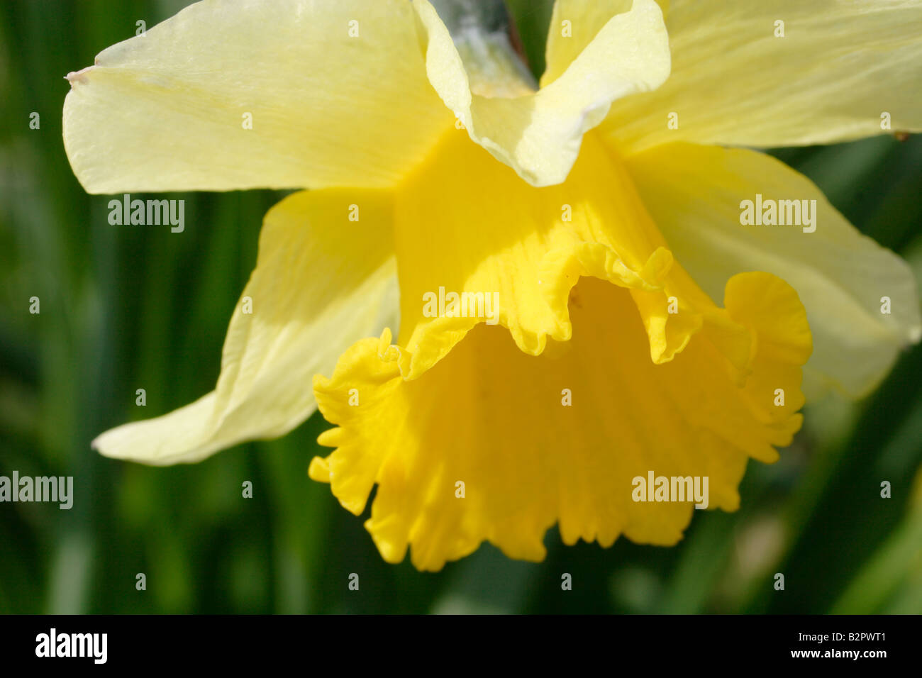Close up of a spring Daffodil growing in a UK field Stock Photo - Alamy