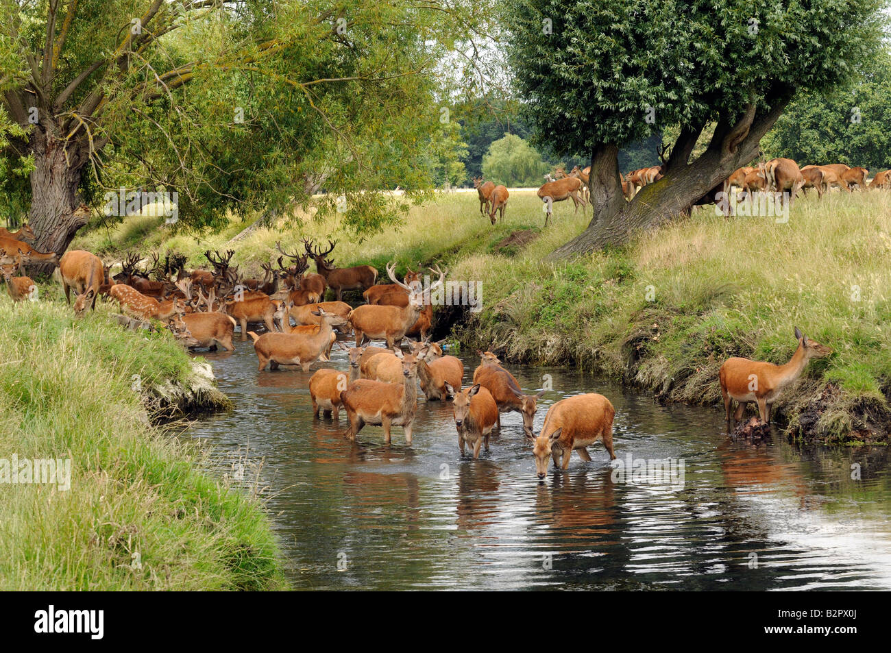 Deer drinking water in stream hi-res stock photography and images - Alamy