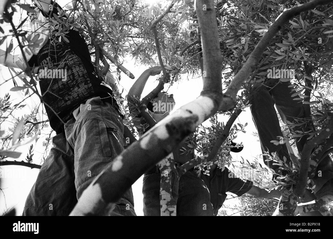 a group of young palestinian boys keep a look out for the approaching ...