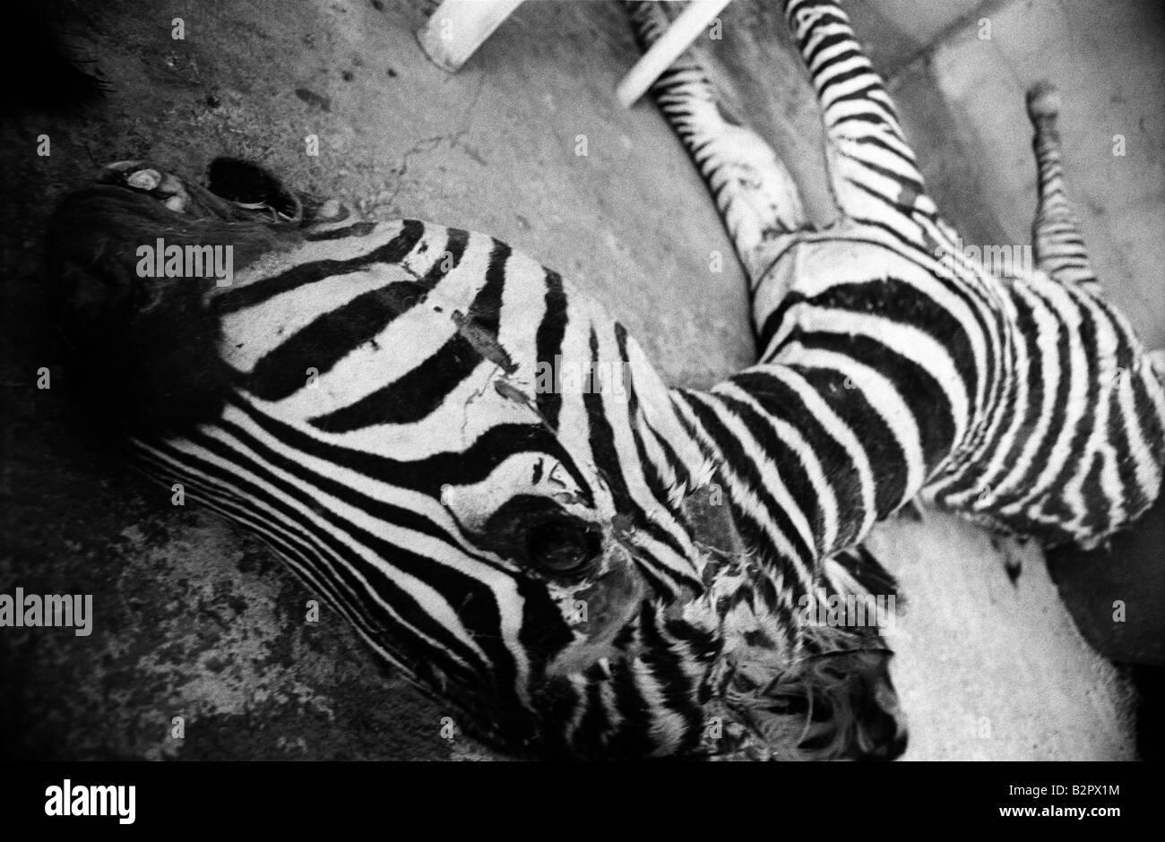 a dead zebra killed by israeli soldures in a zoo in the west bank town ...