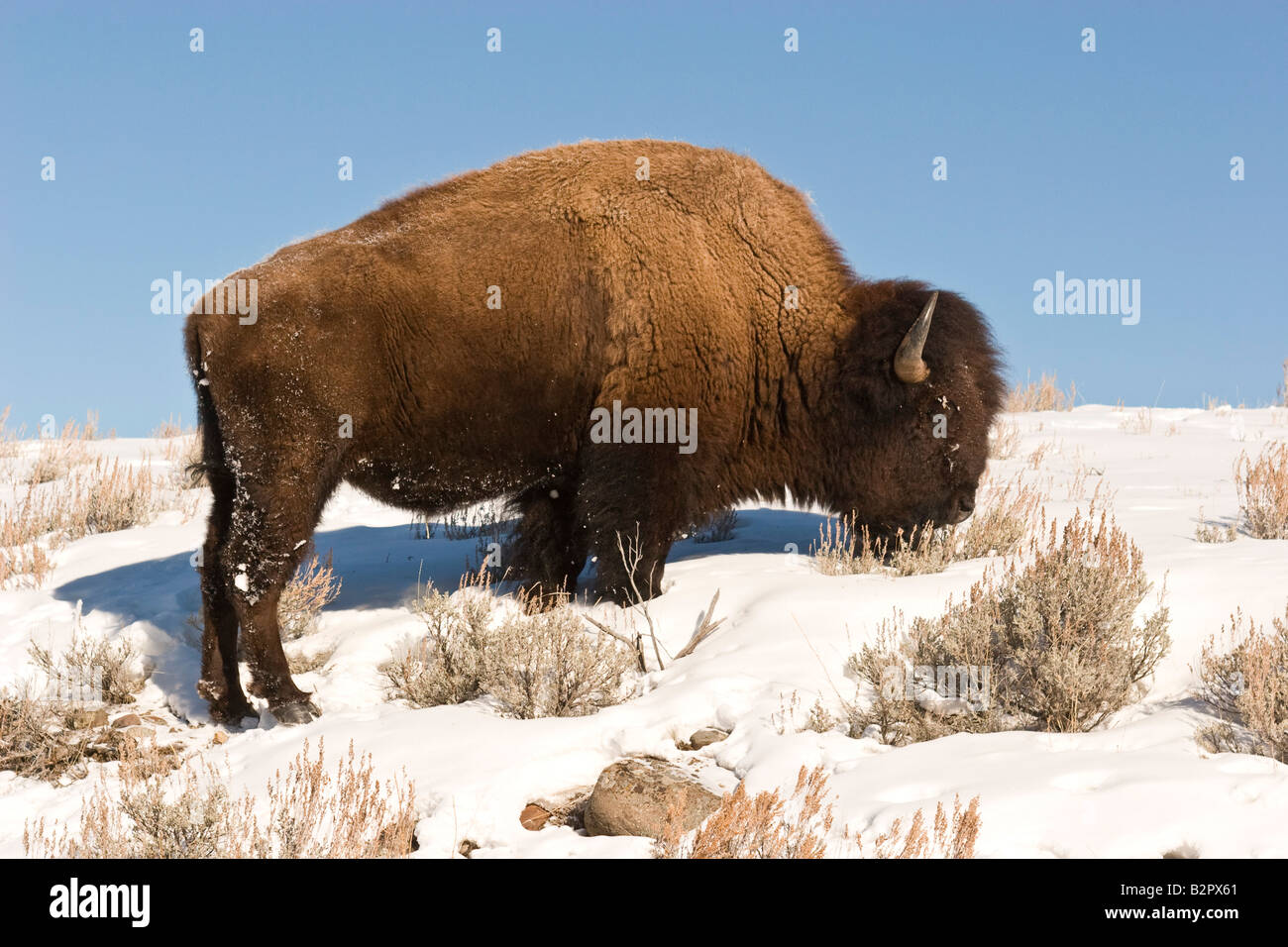 Bison (Bison bison) grazing in snow Stock Photo - Alamy
