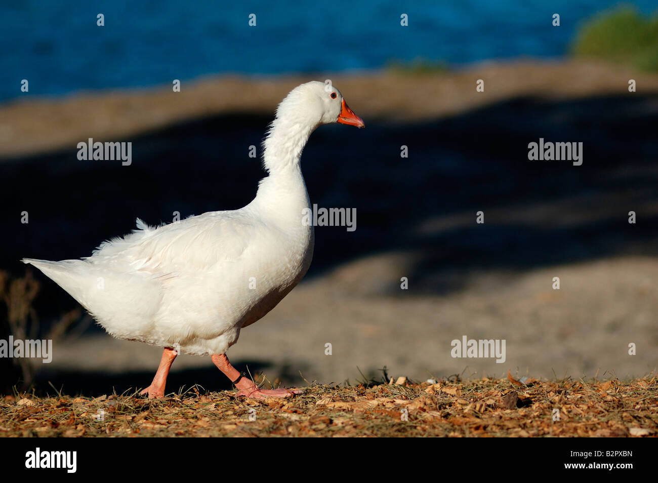 Strutting walk hi-res stock photography and images - Alamy