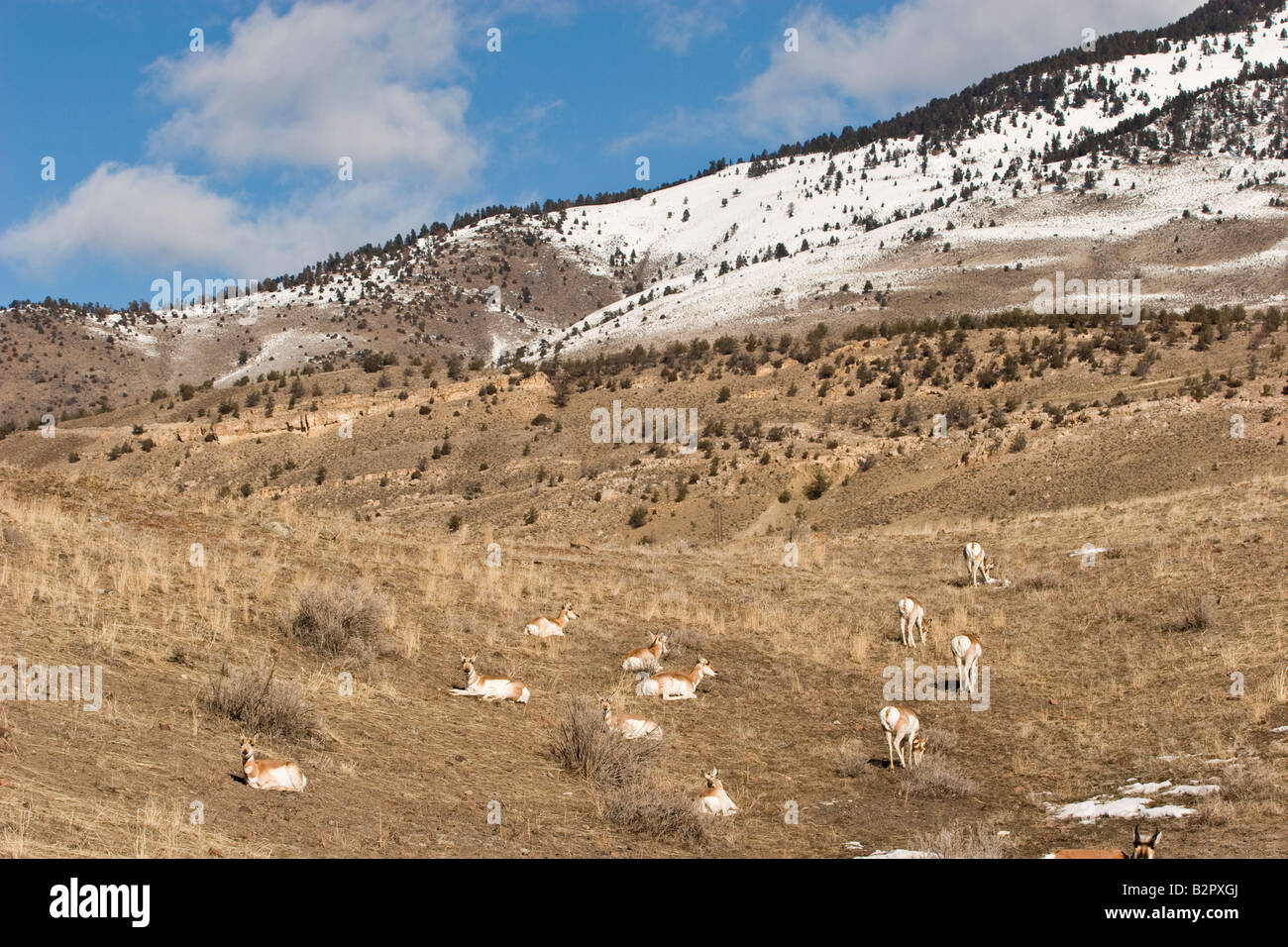 Pronghorn Antelope (Antilocapra americana) on snowy slope Stock Photo ...