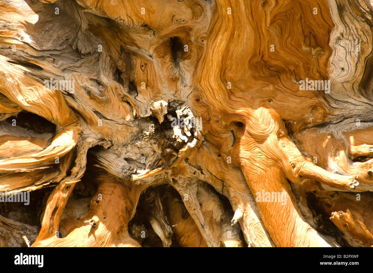 Ancient juniper trees hi-res stock photography and images - Alamy