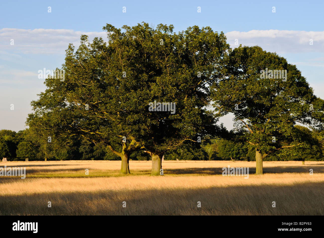 Uk oak trees hi-res stock photography and images - Alamy