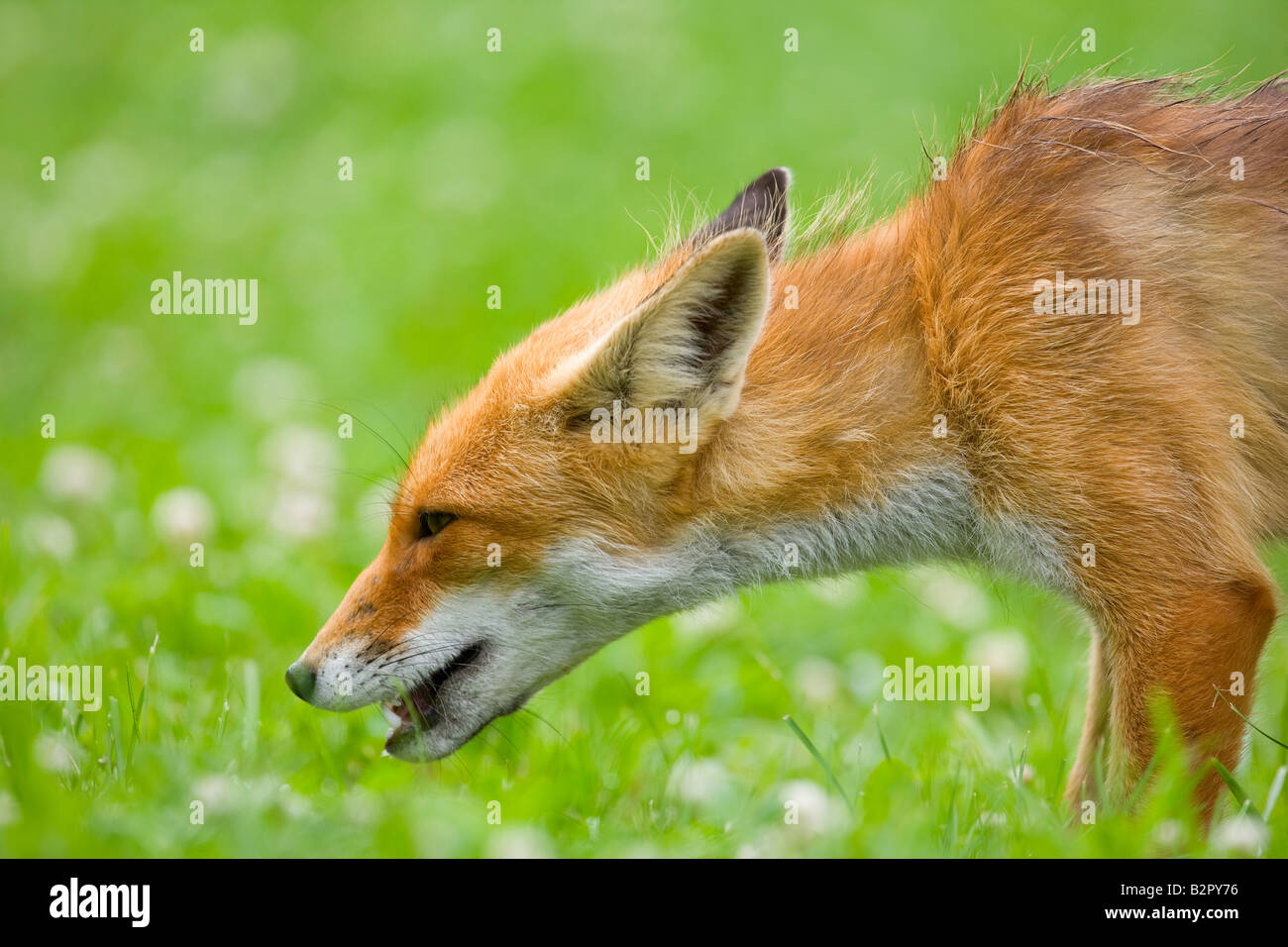 Adult red fox eating hi-res stock photography and images - Alamy