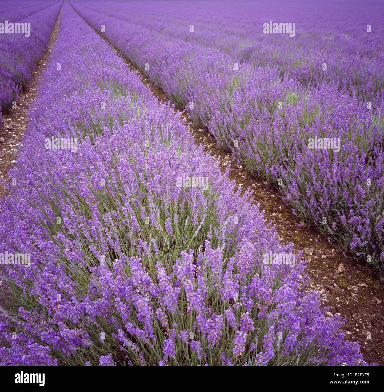 Kent lavender fields hi-res stock photography and images - Alamy
