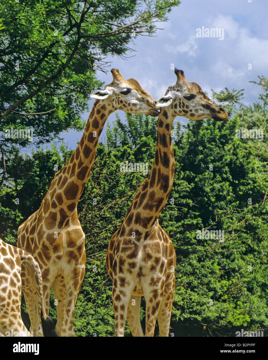 Giraffes Taronga Zoo Sydney New South Wales Australia Stock Photo - Alamy