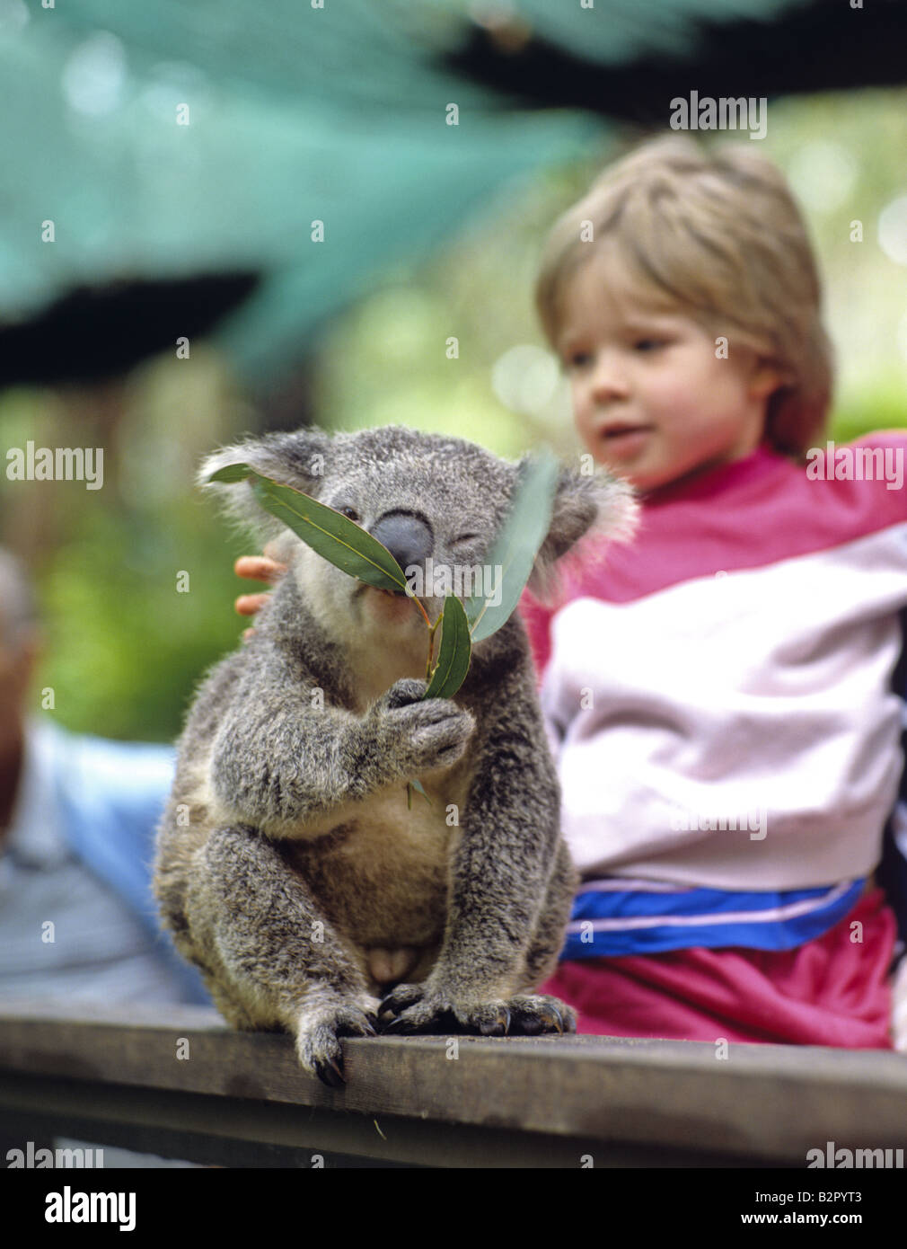 A Koala and a Child at Koala Park Sydney New South Wales Australia ...